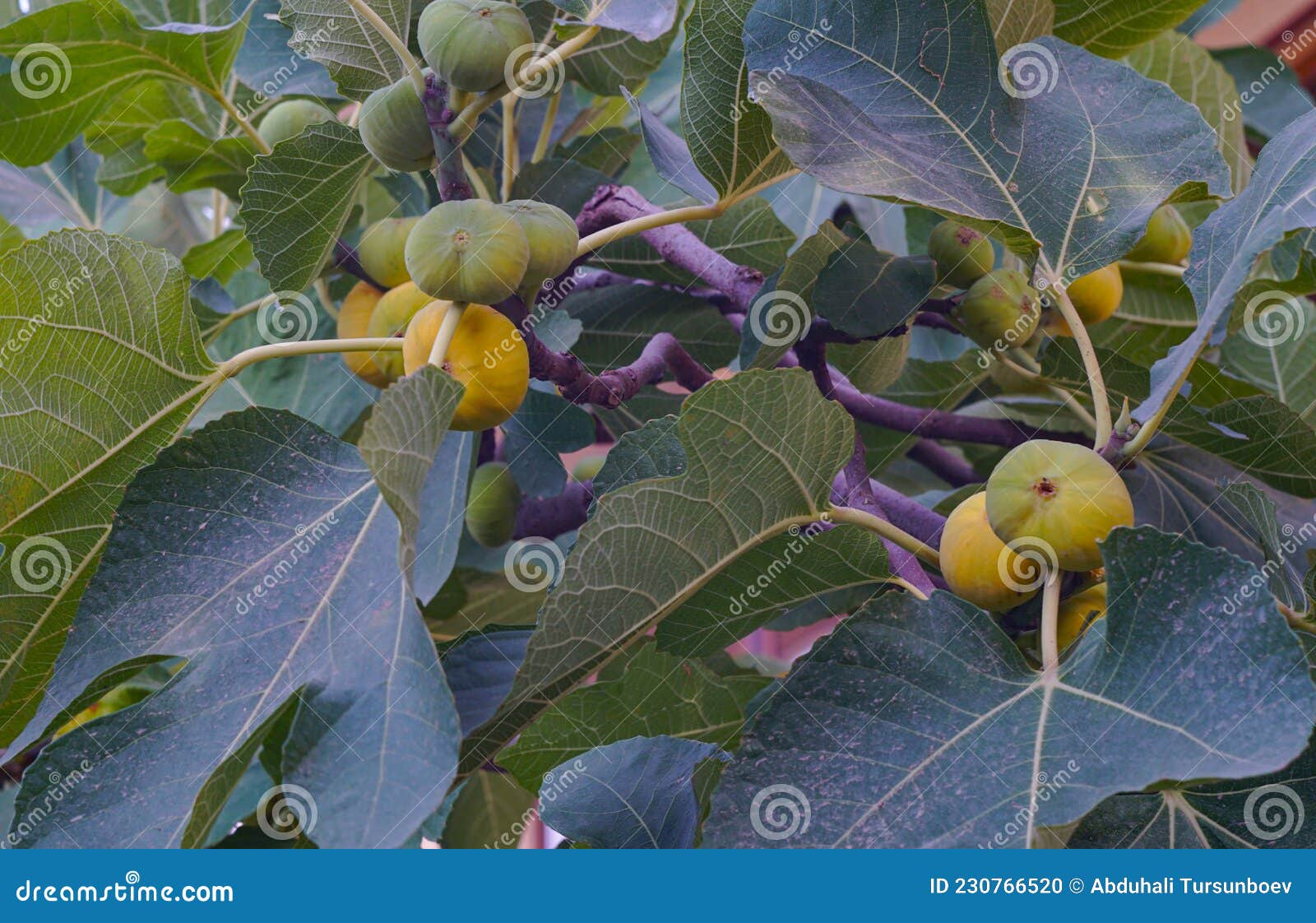 Yellow fig tree stock photo. Image of green, garden - 230766520