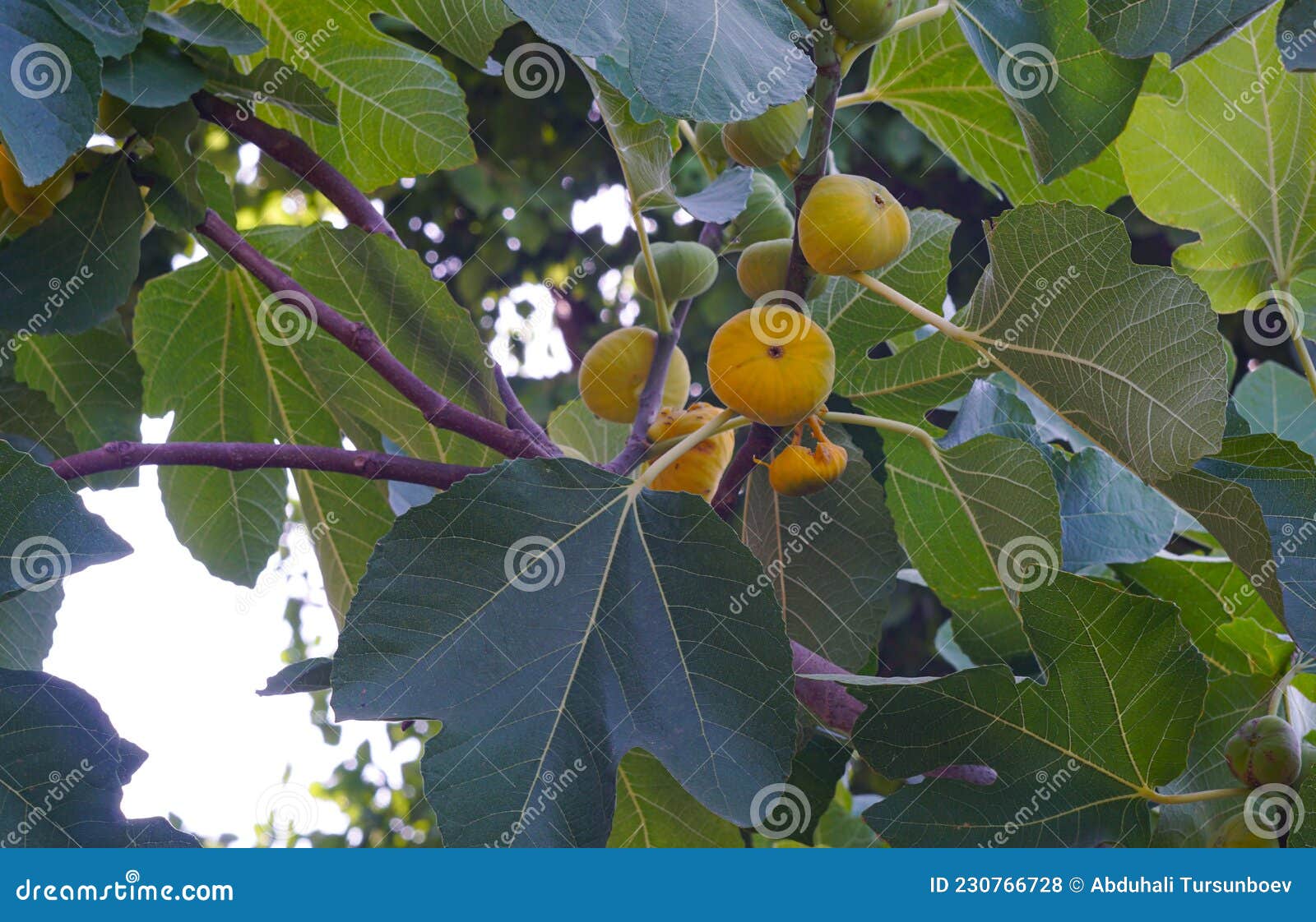 Yellow fig tree stock photo. Image of branch, fresh - 230766728