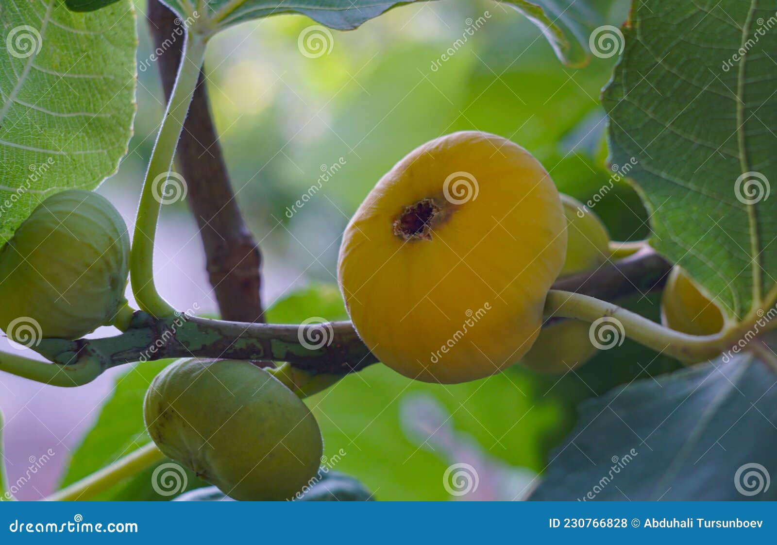 Yellow fig tree stock photo. Image of healthy, food - 230766828