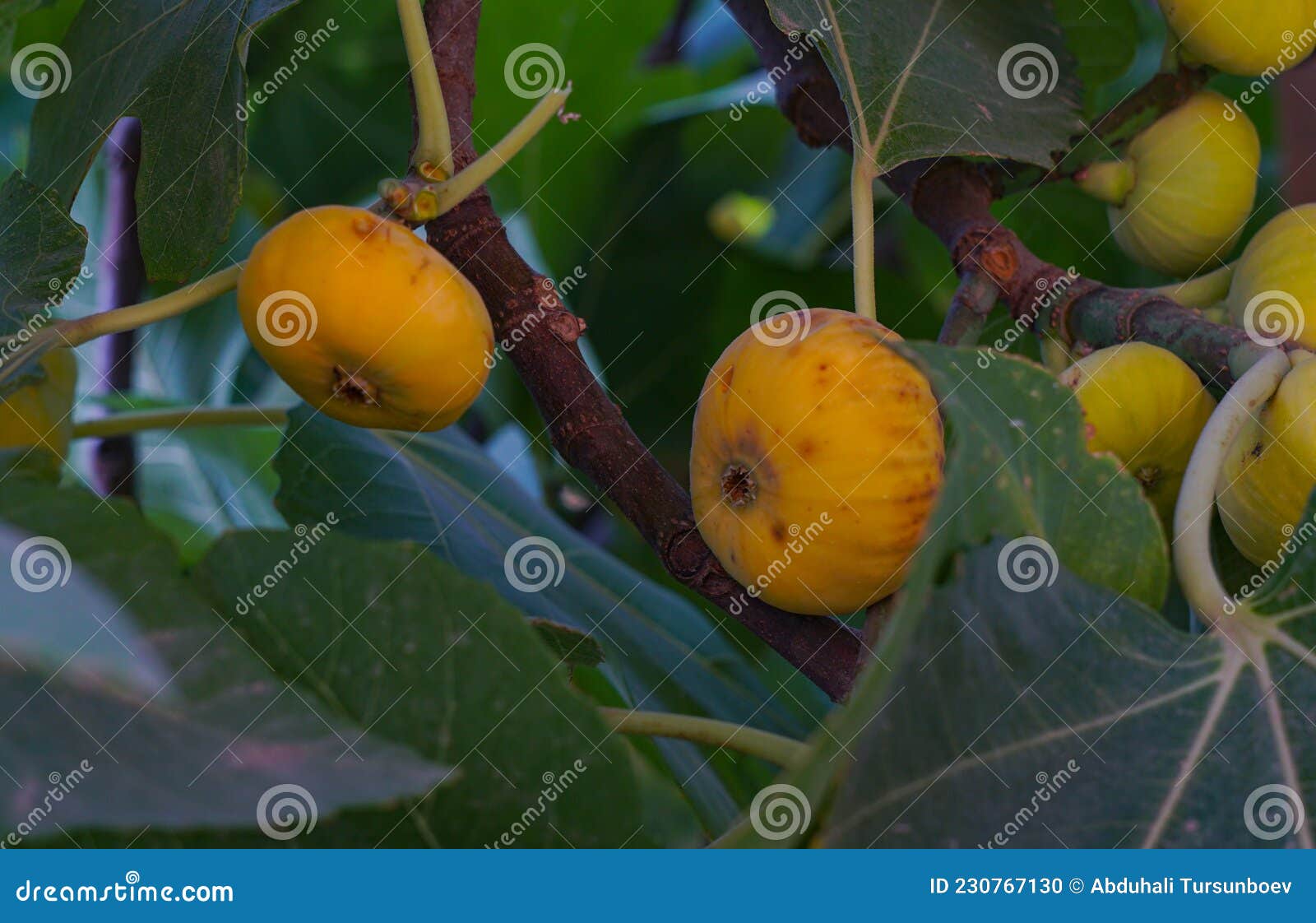 Yellow fig tree stock photo. Image of outdoor, freshness - 230767130