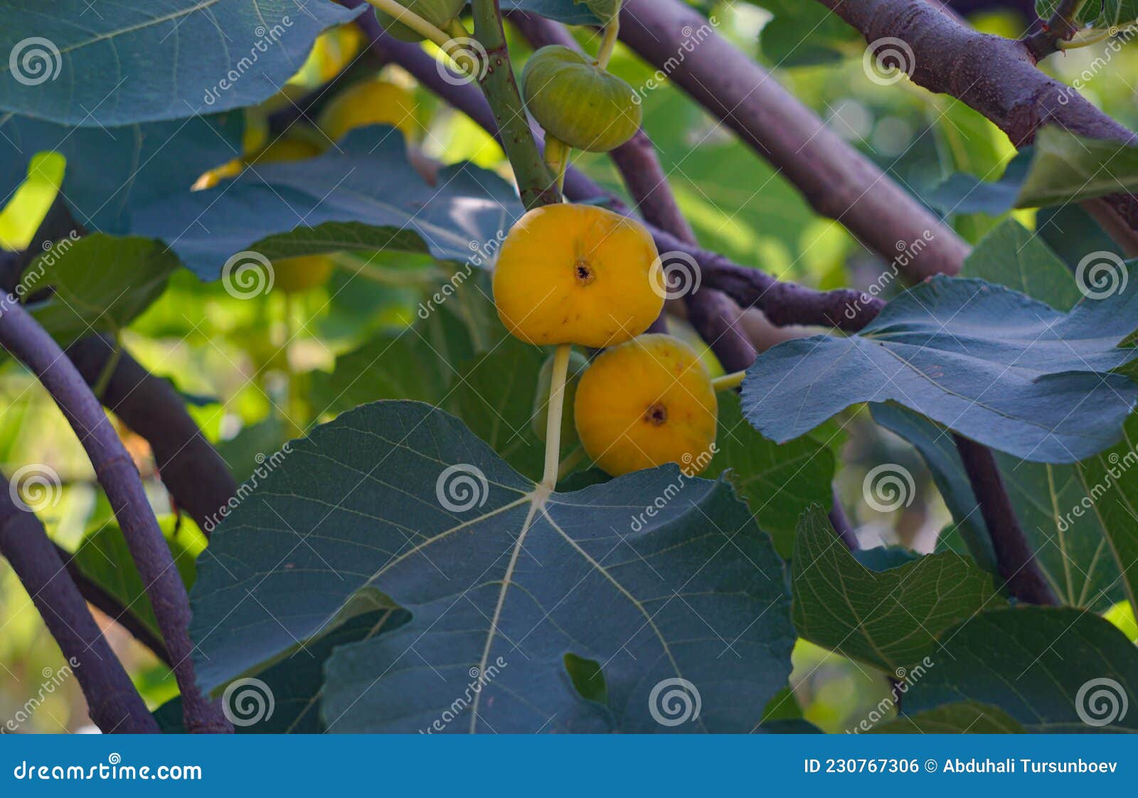 Yellow fig tree stock photo. Image of yellow, food, branch - 230767306