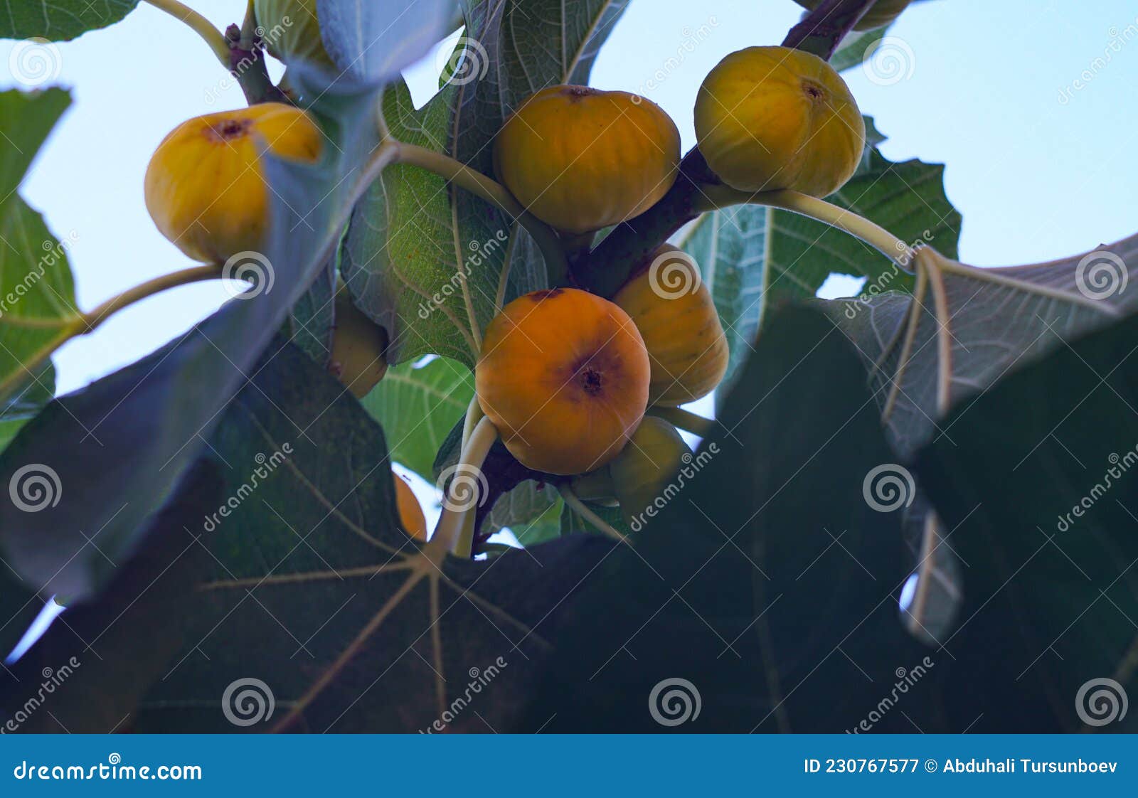 Yellow fig tree stock image. Image of branch, sweet - 230767577