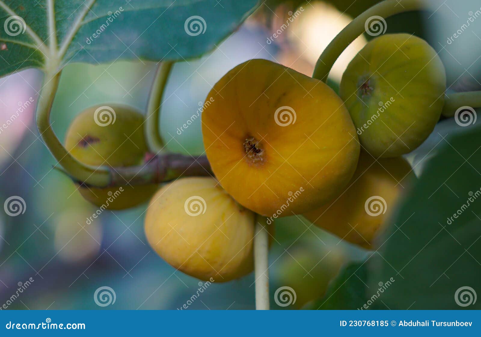 Yellow fig tree stock image. Image of natural, farm - 230768185