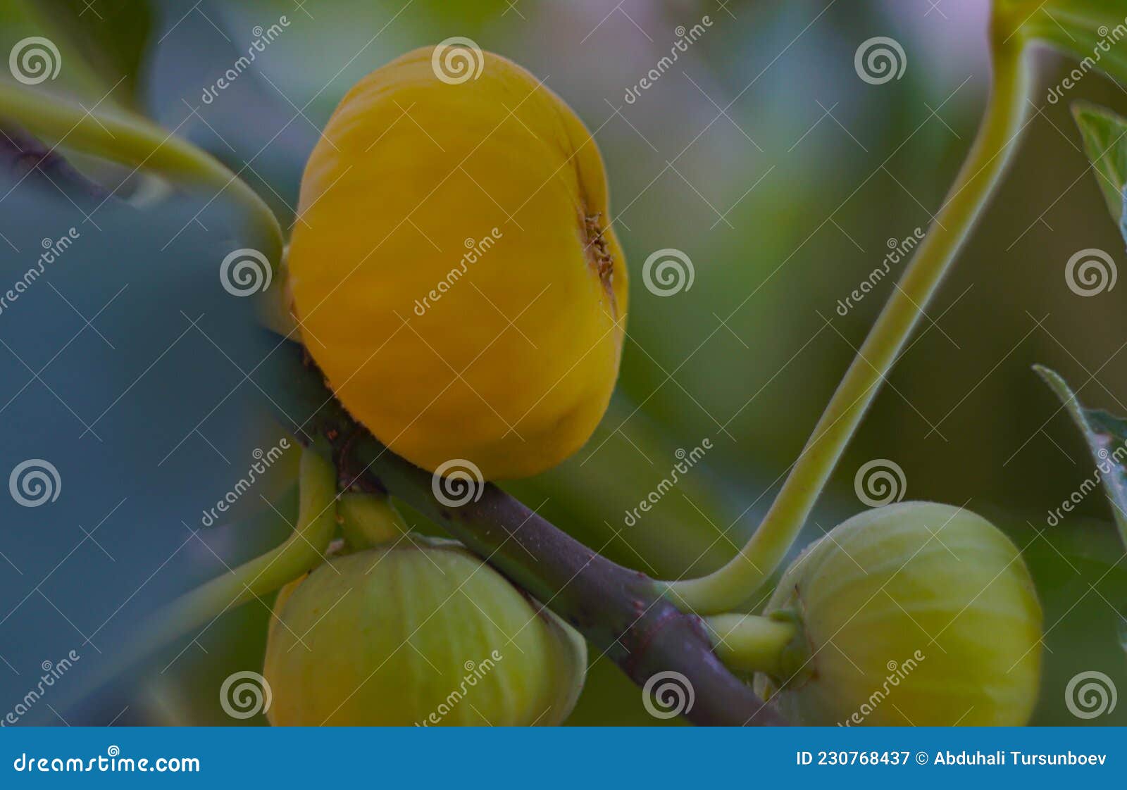Yellow fig tree stock image. Image of yellow, delicious - 230768437