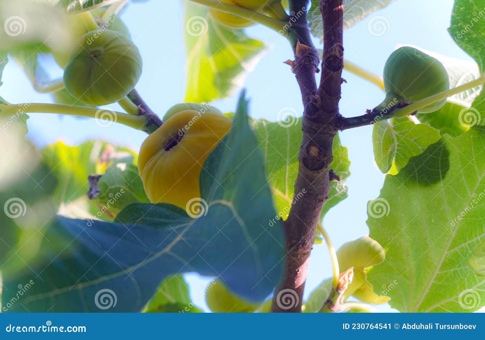 Yellow fig tree stock image. Image of ripe, juicy, organic - 230764541