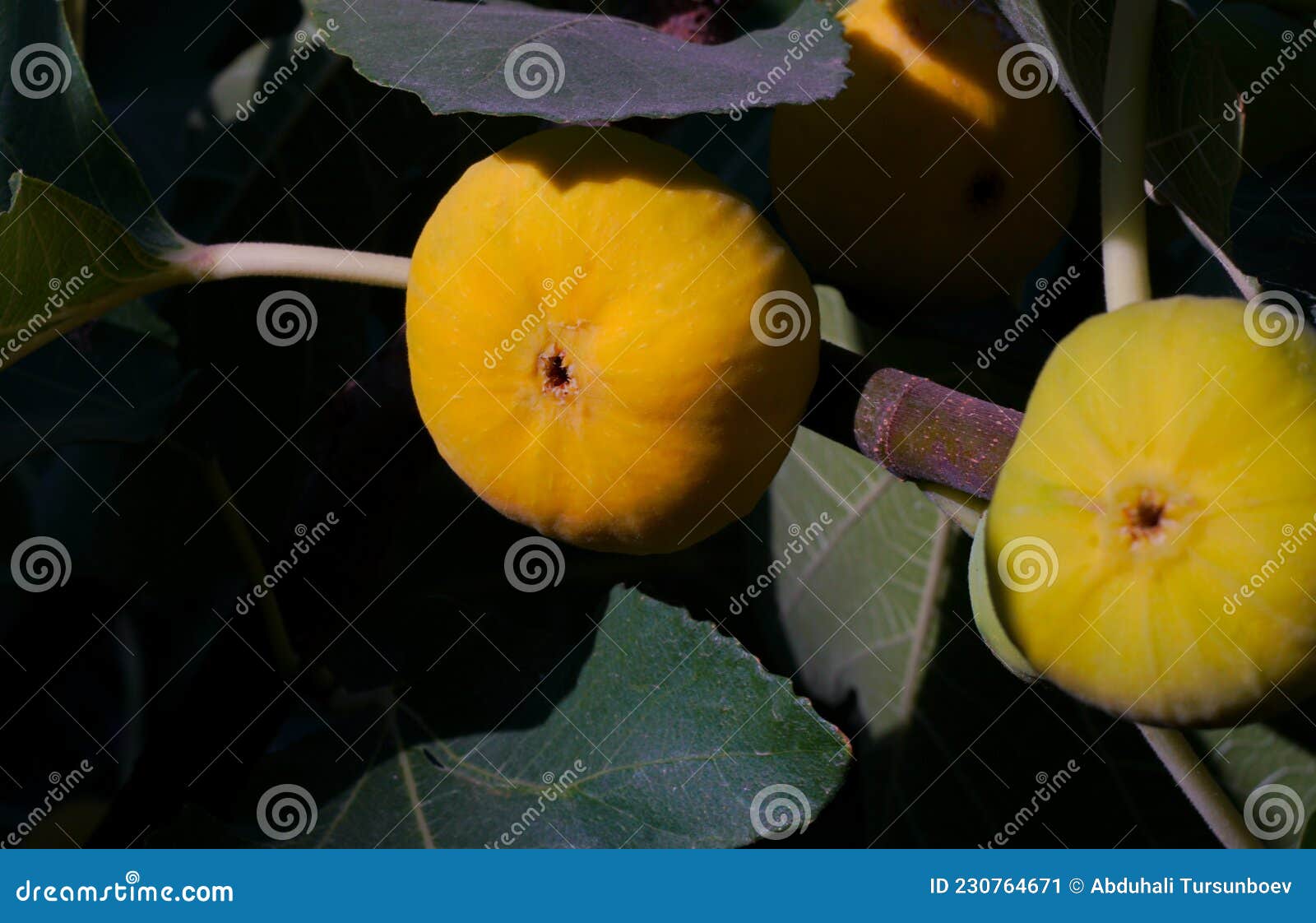 Yellow fig tree stock image. Image of fresh, exotic - 230764671