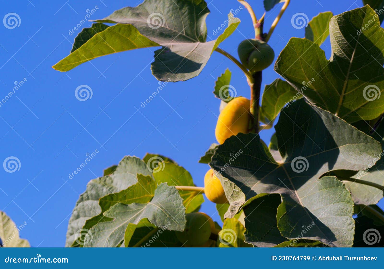 Yellow fig tree stock image. Image of plant, mediterranean - 230764799