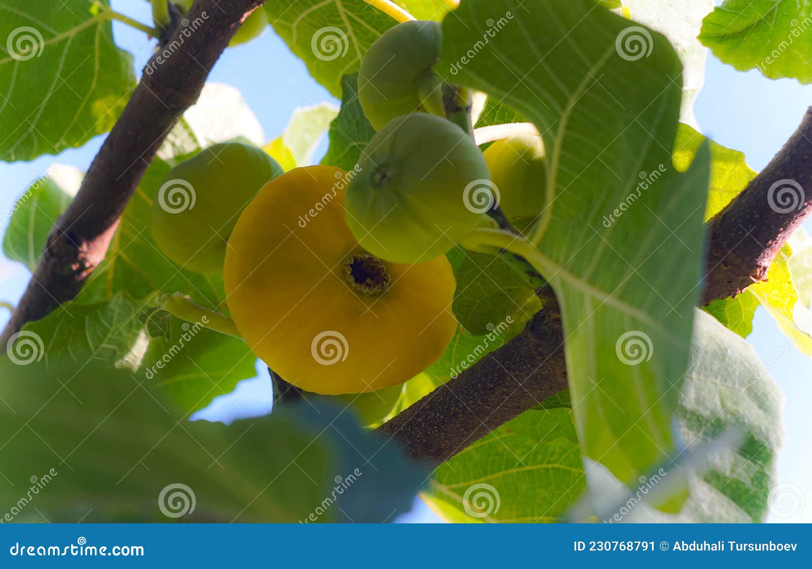 Yellow fig tree stock image. Image of outdoors, sweet - 230768791