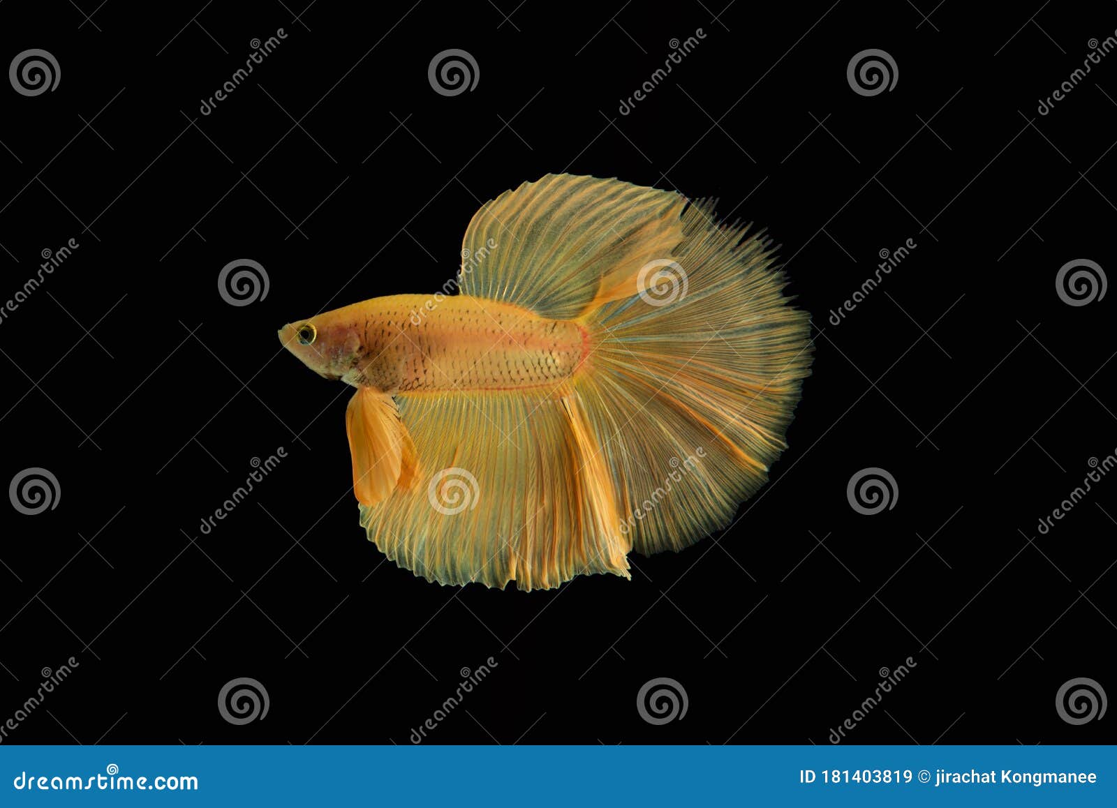 Yellow Fighting Fish,on Black Background Stock Image - Image of black ...