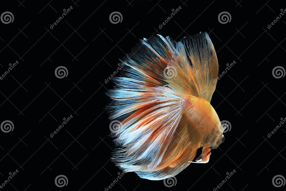 Yellow fighting fish. stock photo. Image of fighting - 92442772