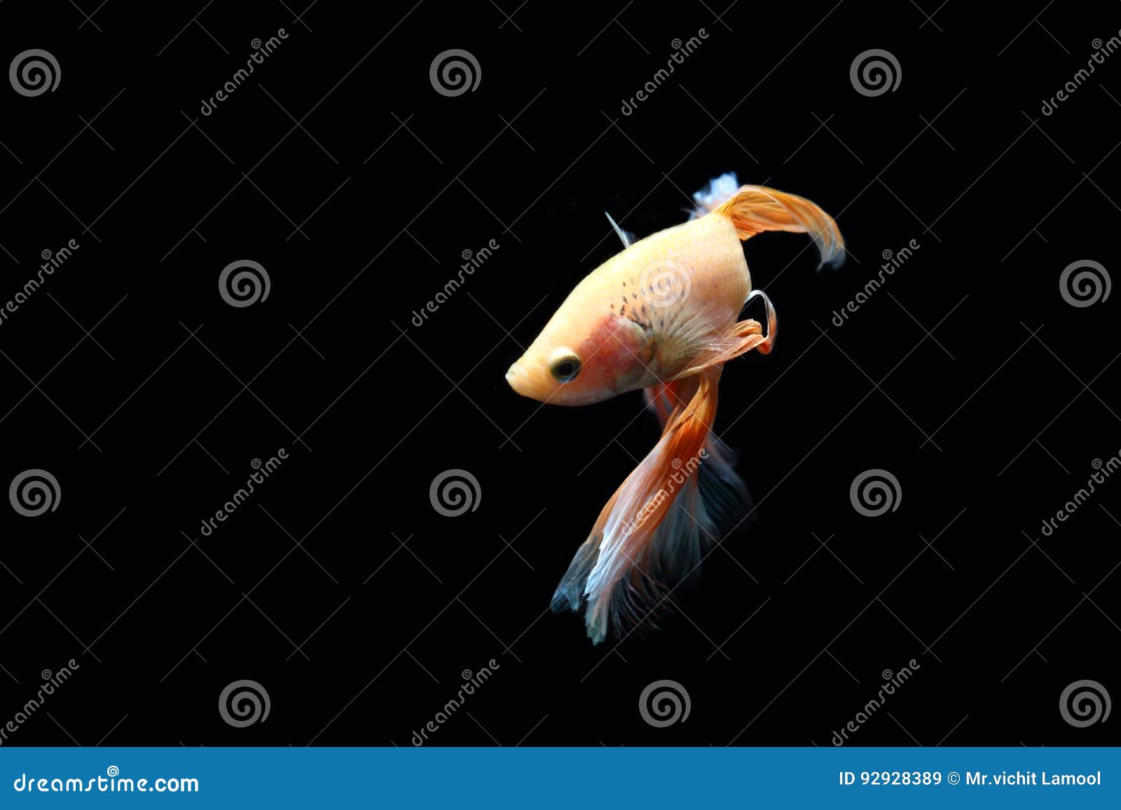 Yellow fighting fish. stock image. Image of abstract - 92928389