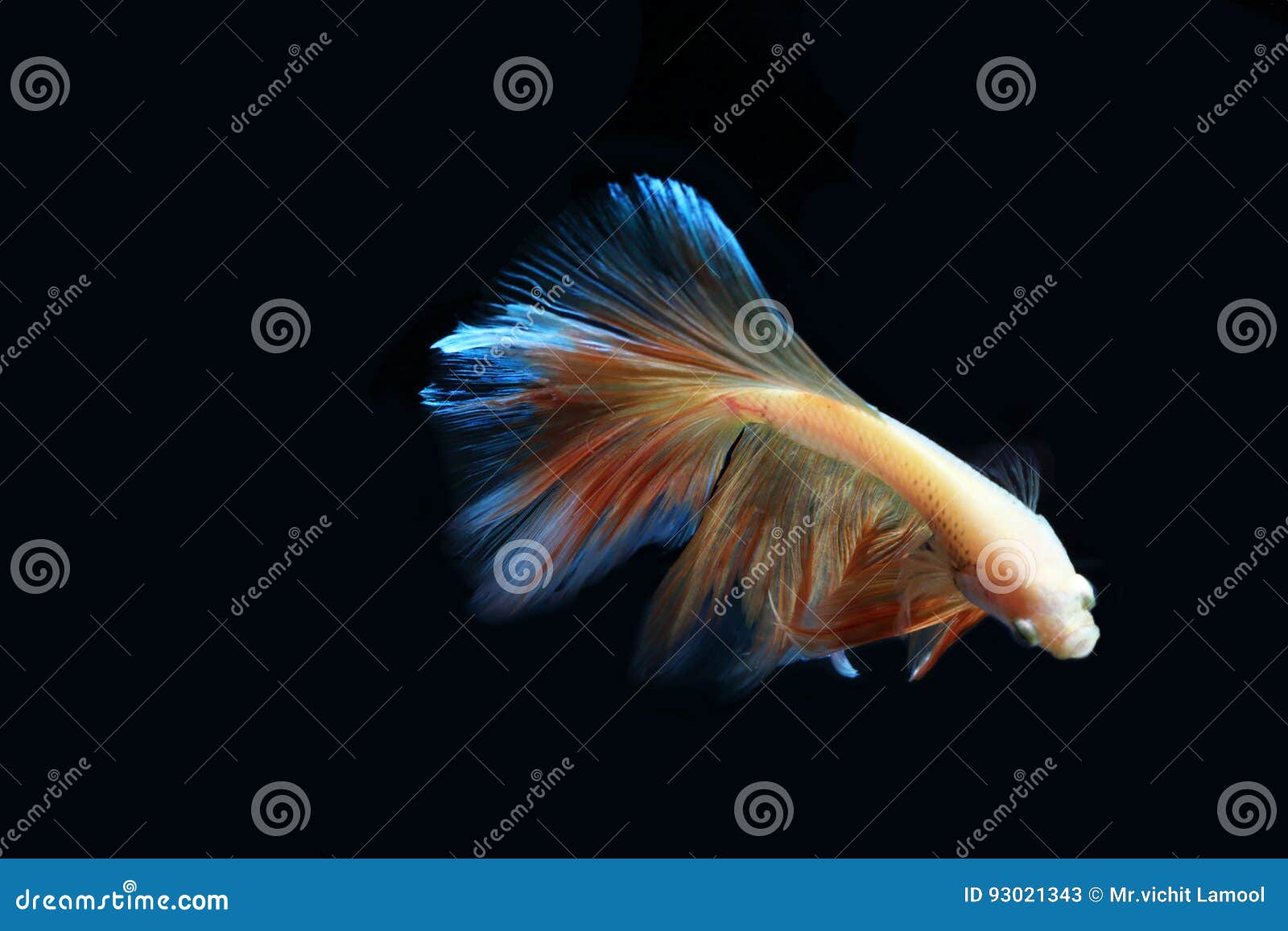 Yellow fighting fish. stock image. Image of betta, aquarium - 93021343