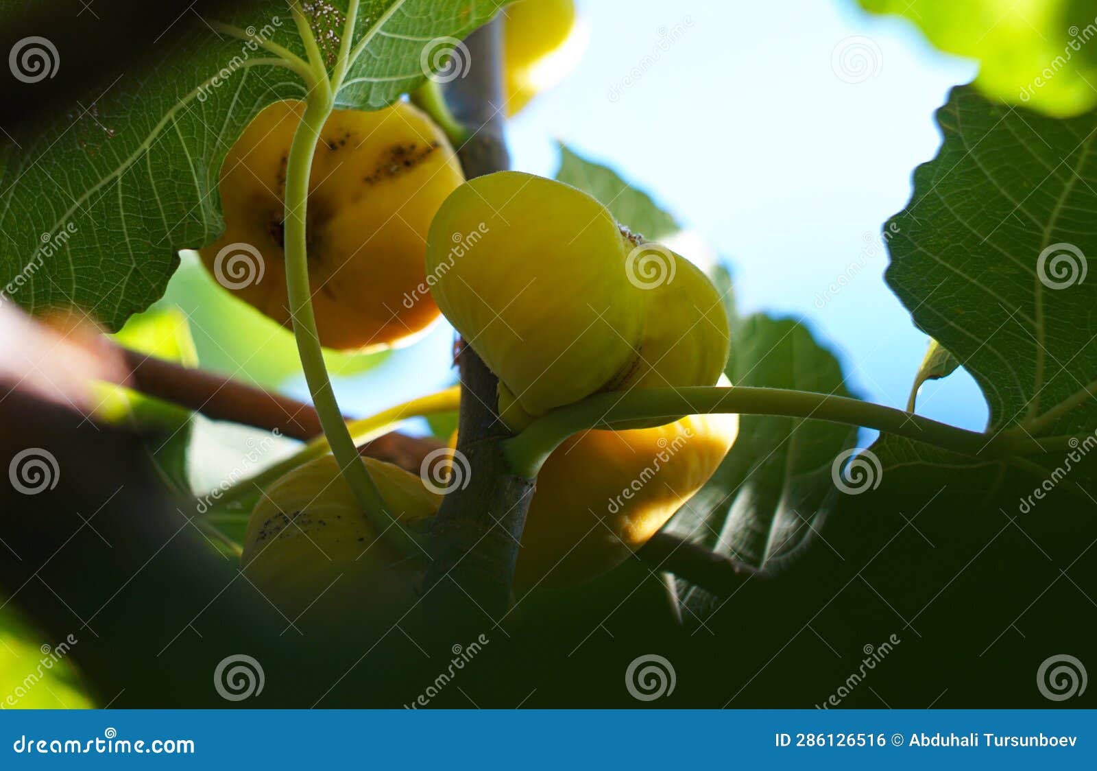 Yellow figs on the branch stock photo. Image of fresh - 286126516