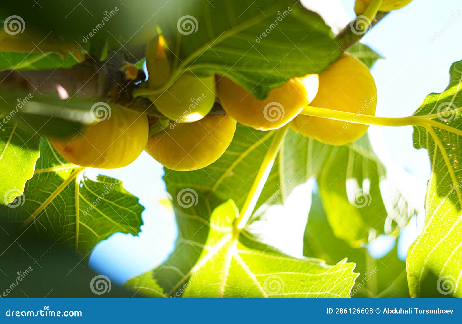 Yellow figs on the branch stock photo. Image of harvest - 286126608