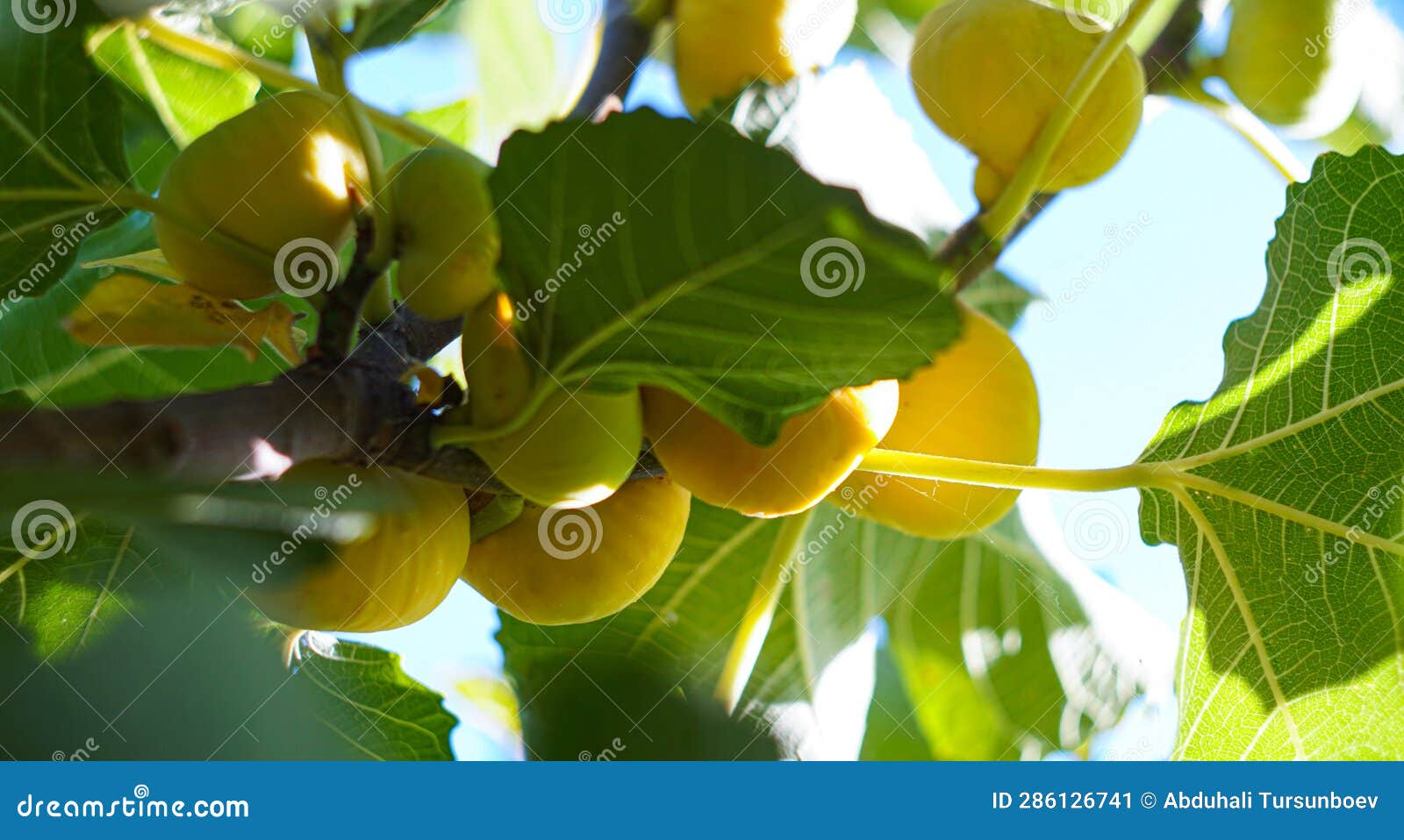 Yellow figs on the branch stock image. Image of freshness - 286126741