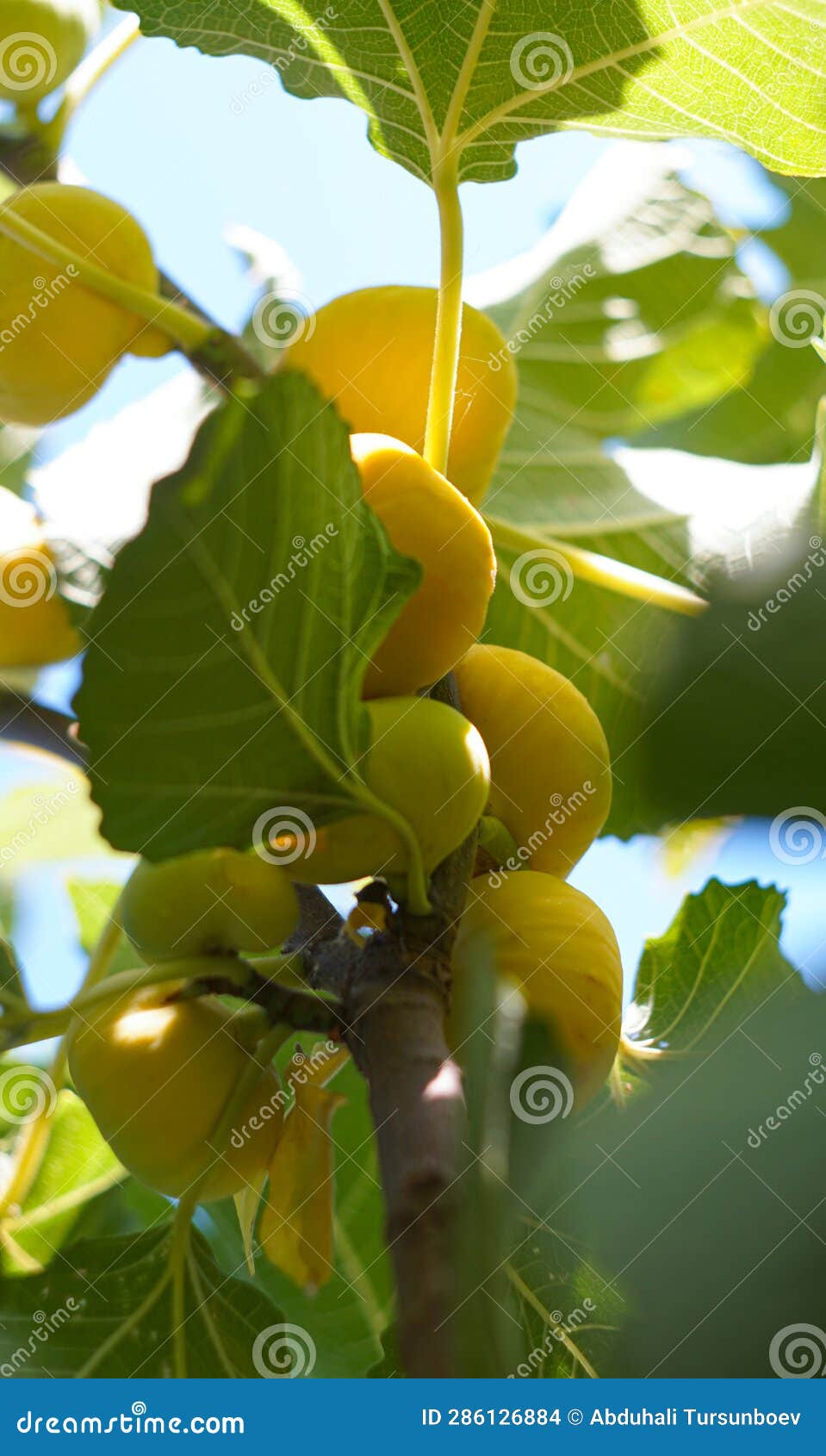 Yellow figs on the branch stock photo. Image of healthy - 286126884