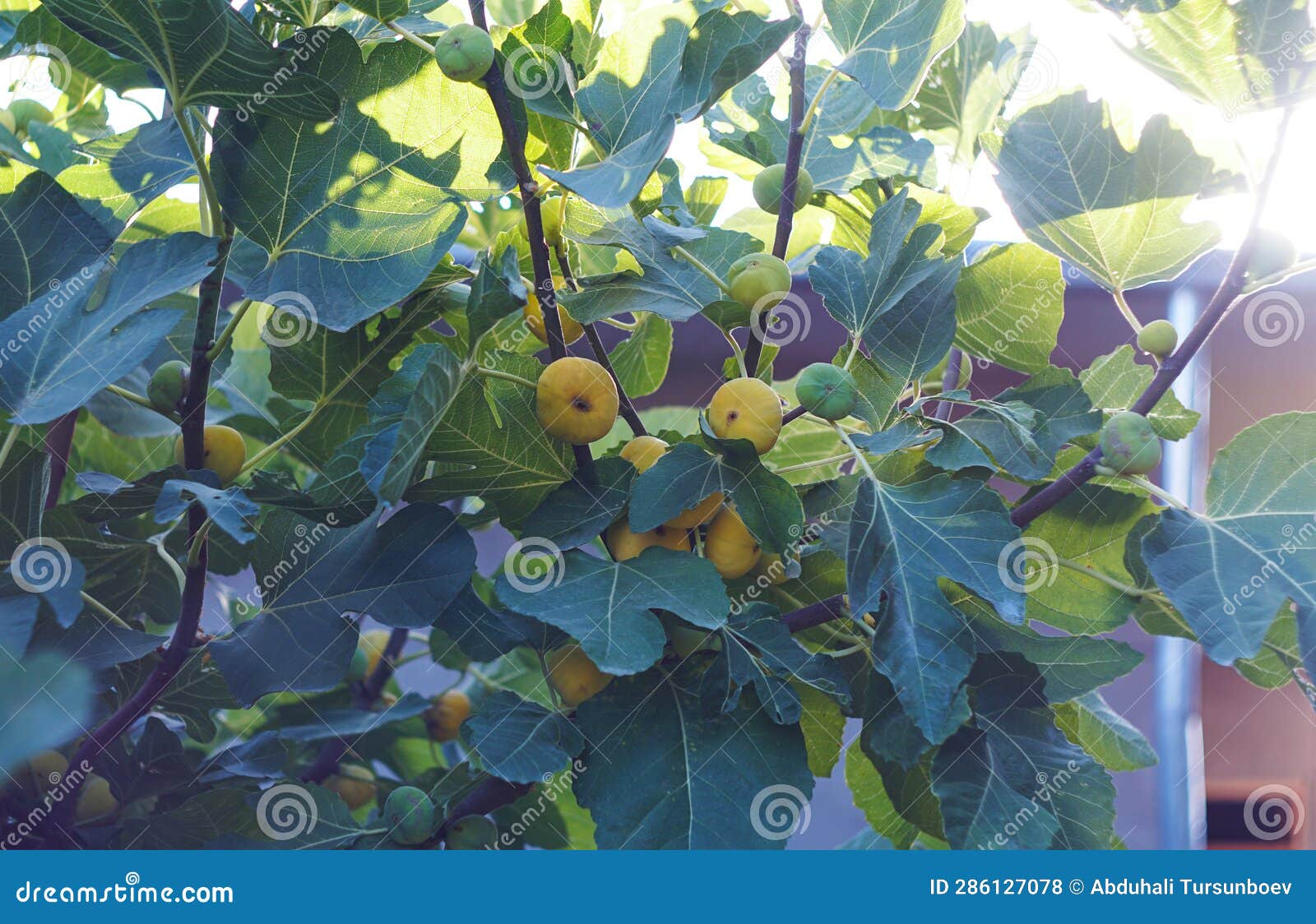Yellow figs on the branch stock photo. Image of season - 286127078