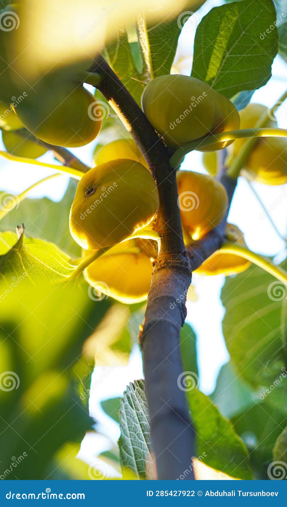 Yellow figs on branches stock photo. Image of freshness - 285427922