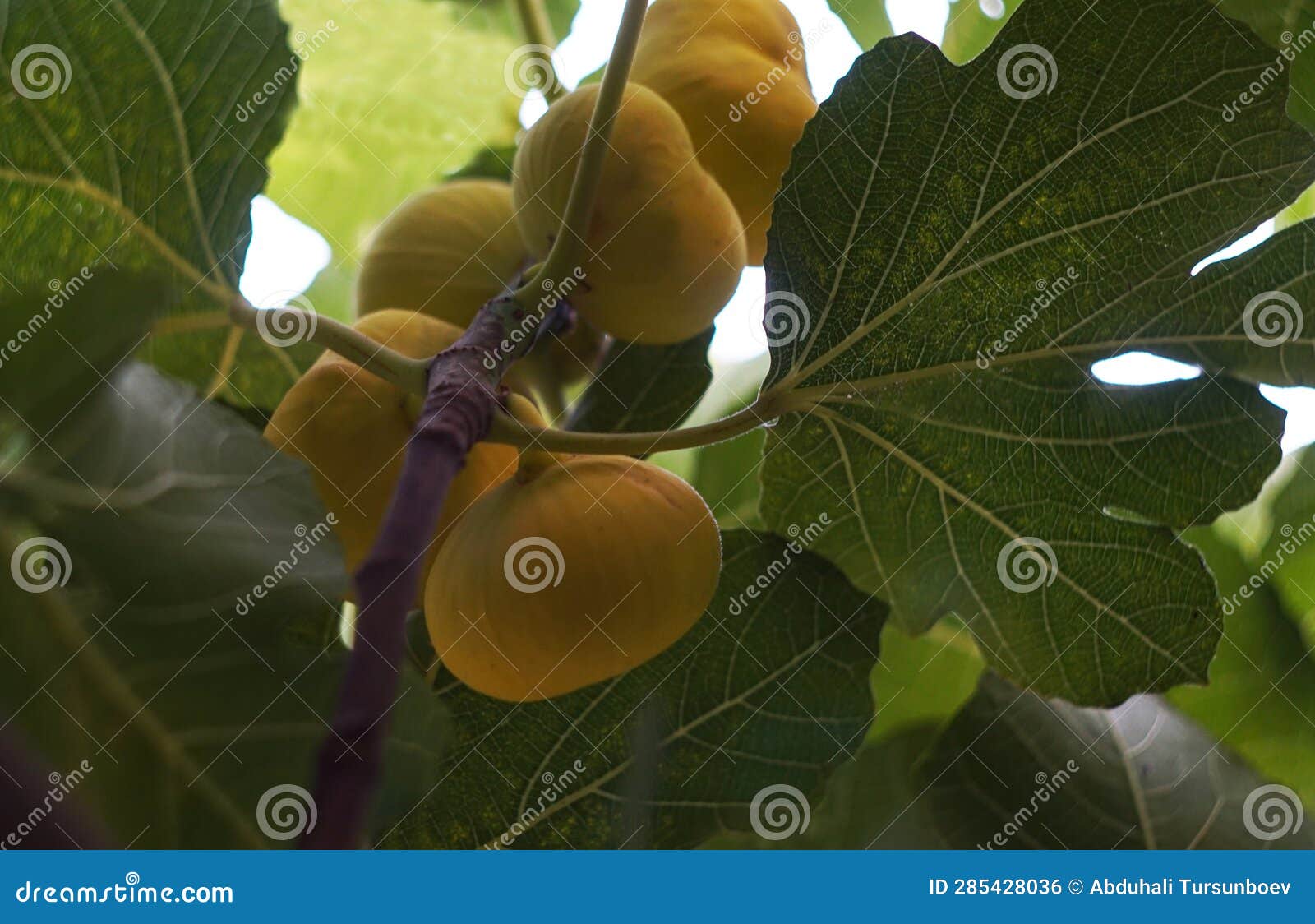 Yellow figs on branches stock photo. Image of leaf, fruit - 285428036