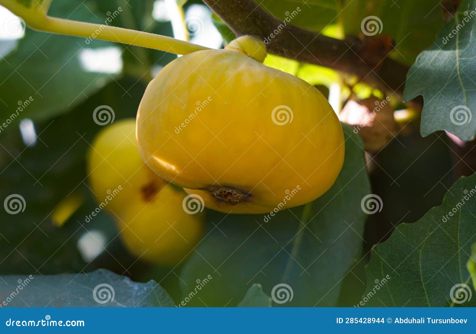 Yellow figs on branches stock photo. Image of natural - 285428944
