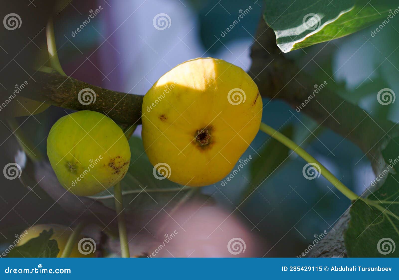Yellow figs on branches stock image. Image of fresh - 285429115