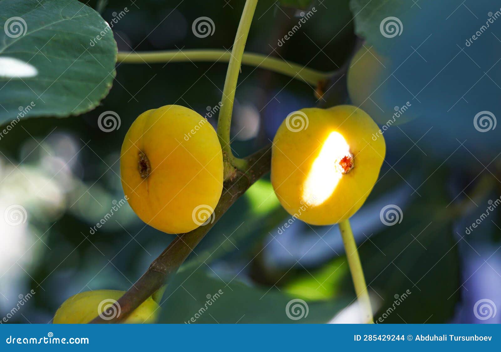 Yellow figs on branches stock photo. Image of sweet - 285429244