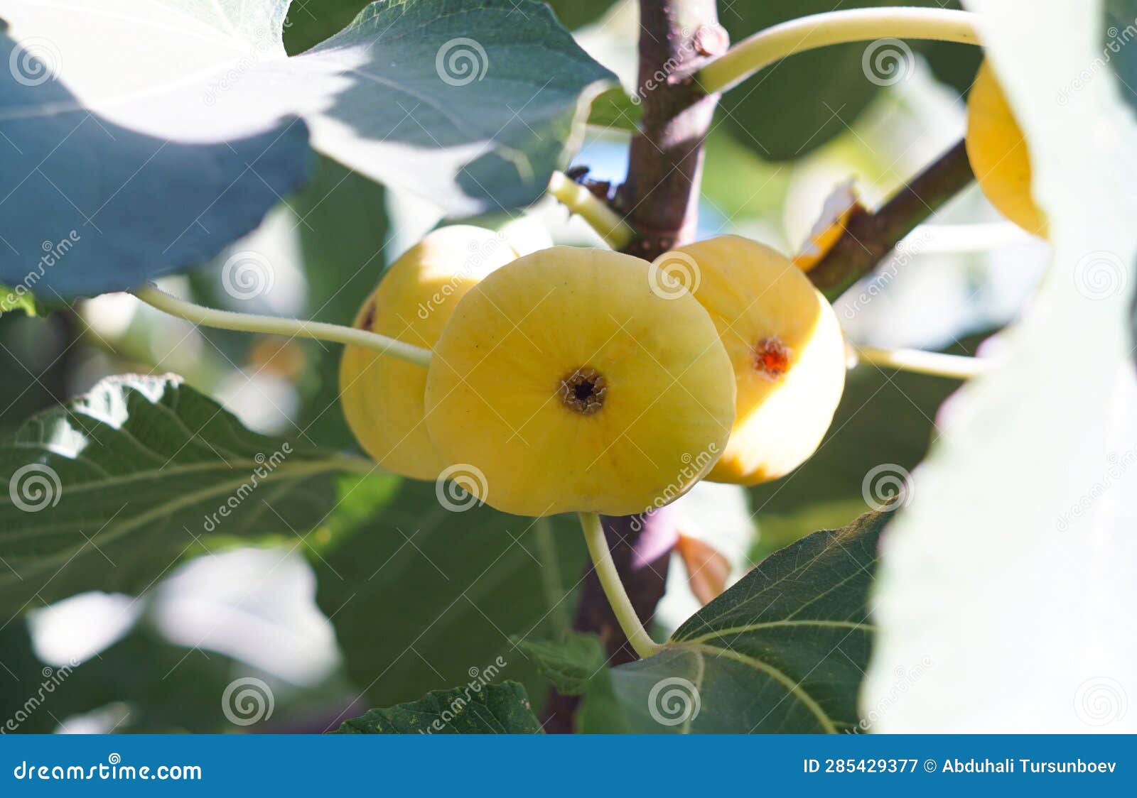 Yellow figs on branches stock image. Image of food, healthy - 285429377