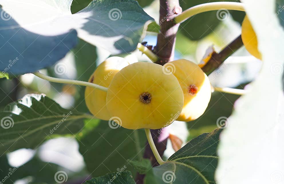 Yellow figs on branches stock image. Image of food, healthy - 285429377