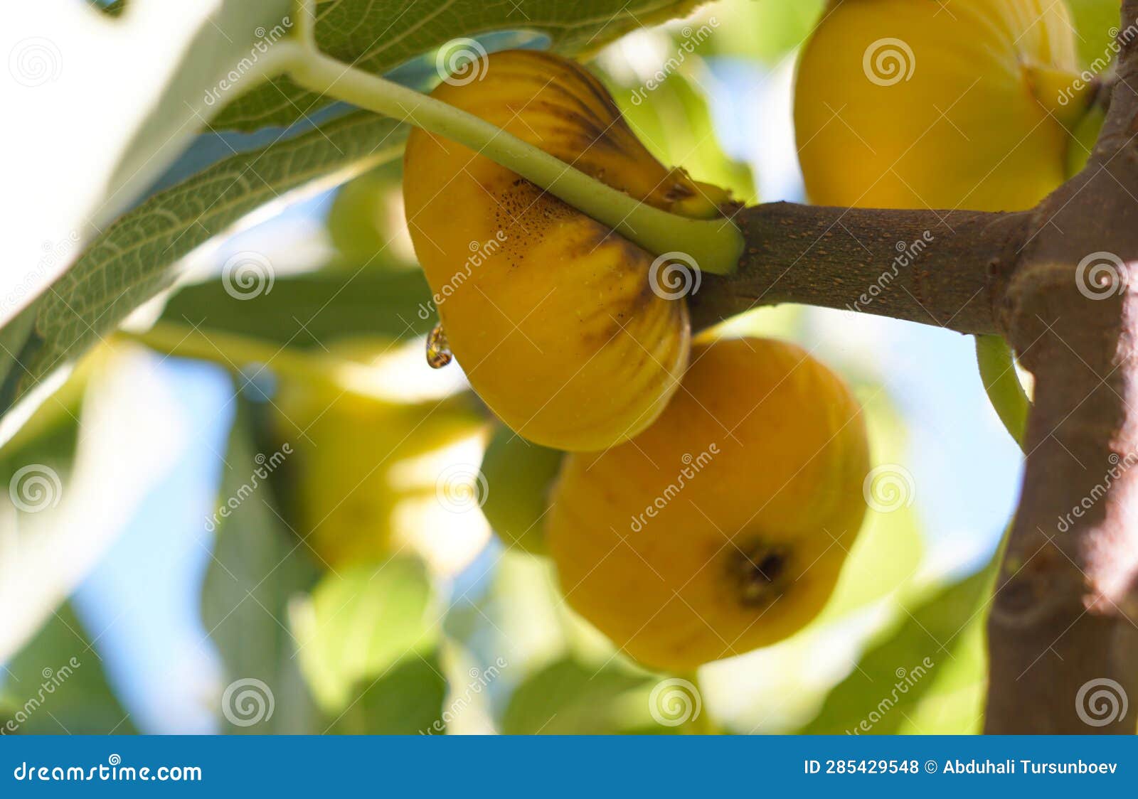 Yellow figs on branches stock photo. Image of natural - 285429548