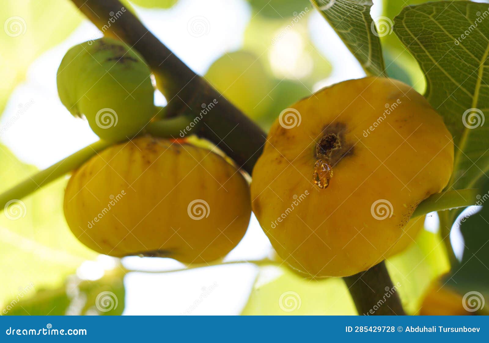Yellow figs on branches stock photo. Image of background - 285429728