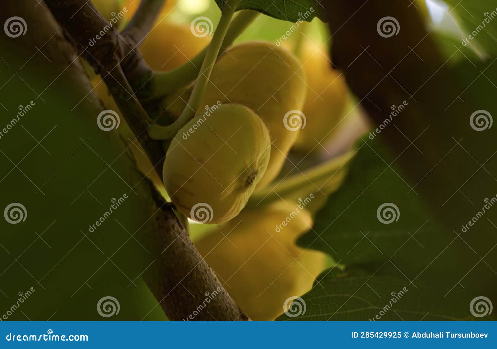 Yellow figs on branches stock image. Image of foliage - 285429925