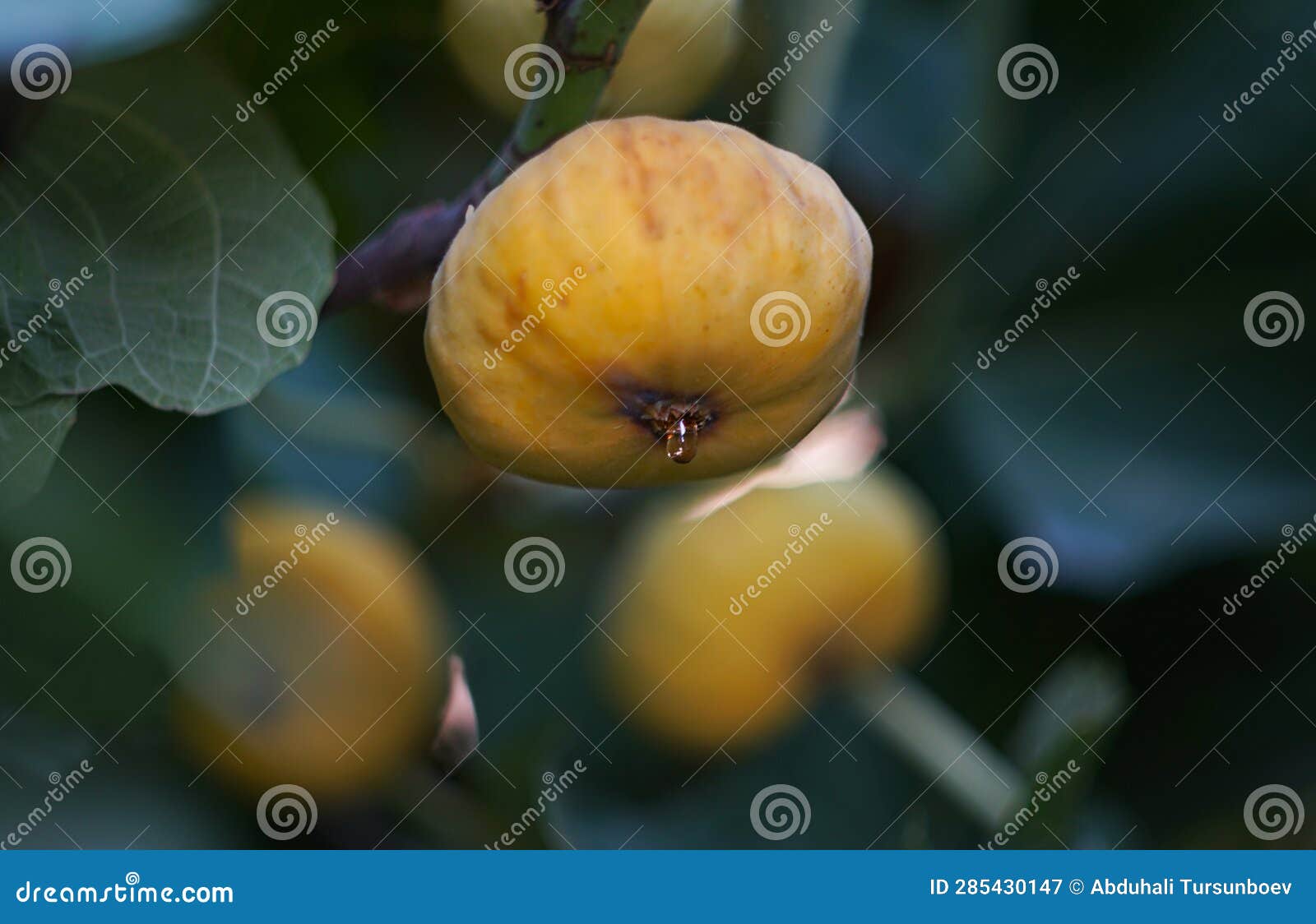 Yellow figs on branches stock image. Image of green - 285430147