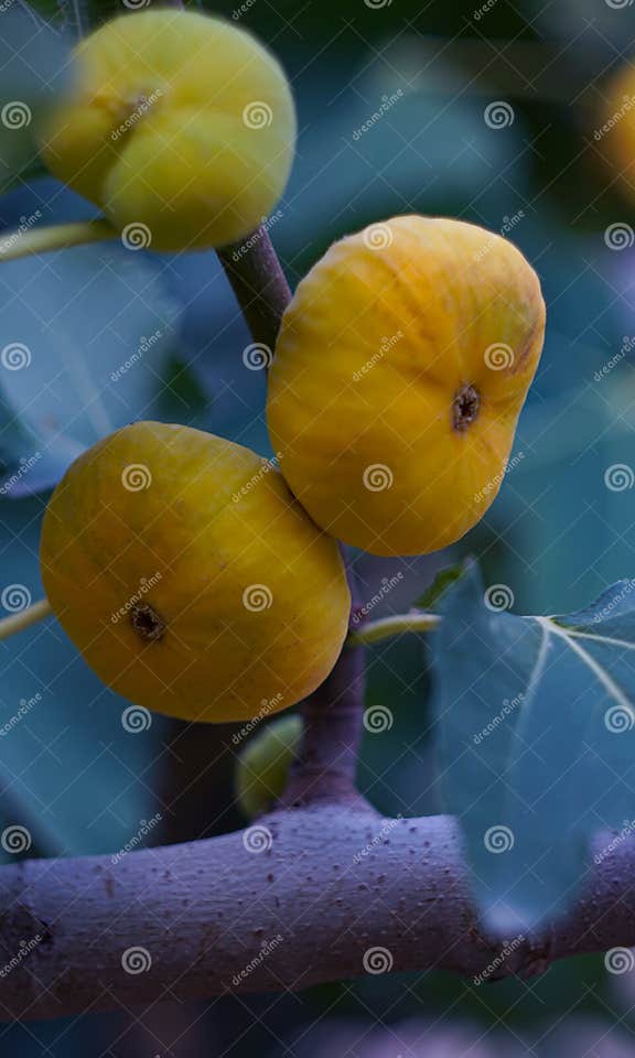 Yellow Figs on a Fig Branch Stock Image - Image of garden, tree: 284876313