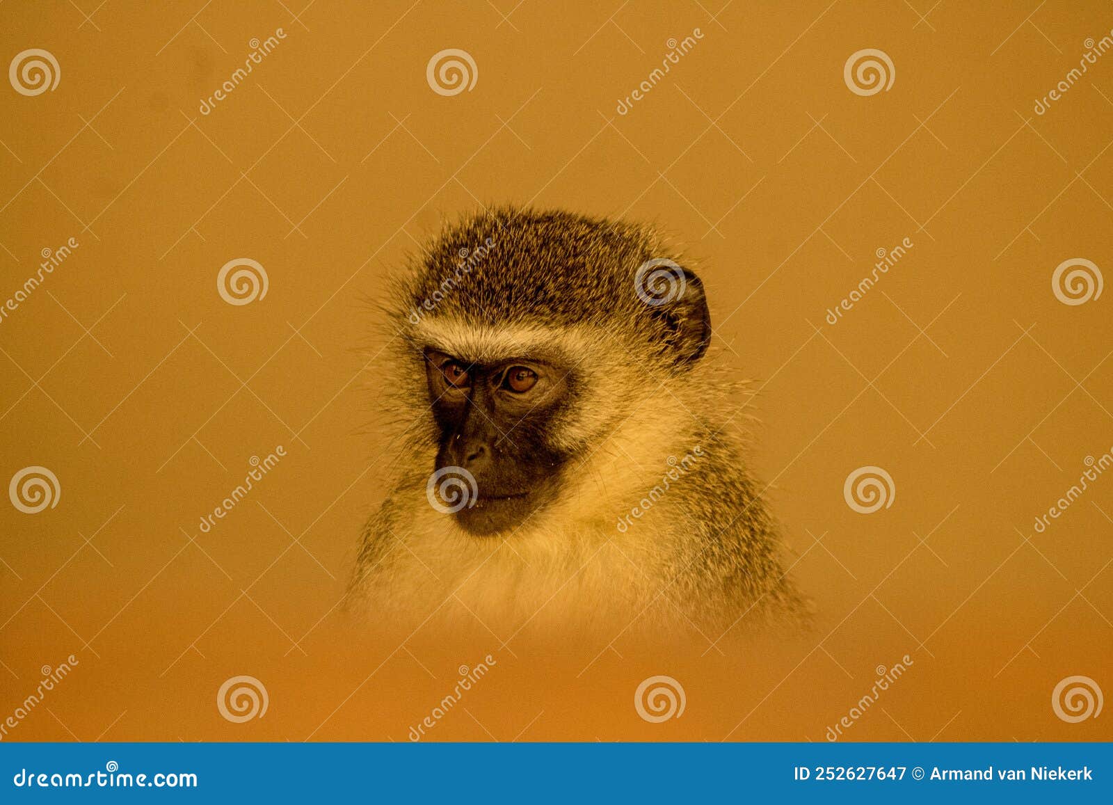 Yellow Filter Monkey stock image. Image of yellow, focused - 252627647