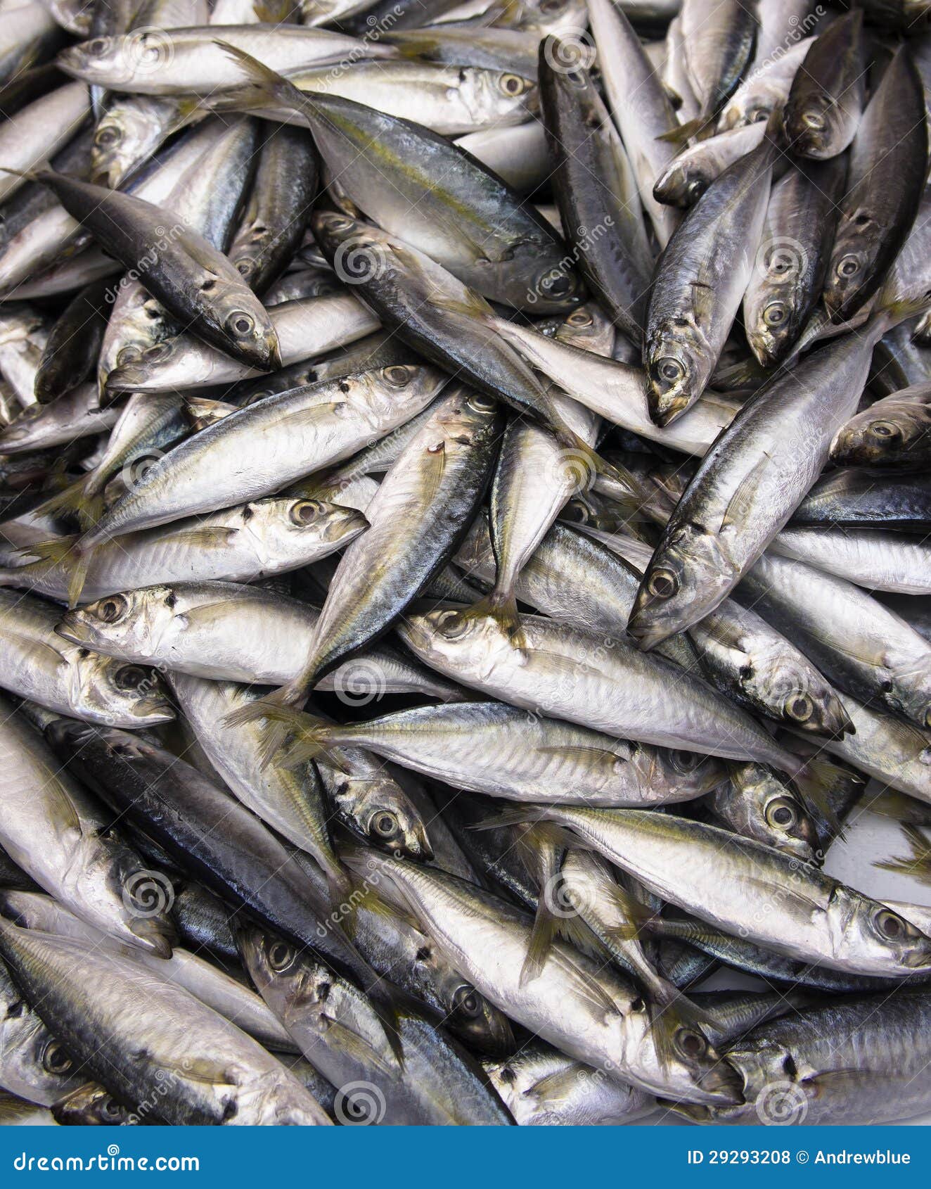 Yellow Fin Fishes stock photo. Image of protein, diet - 29293208