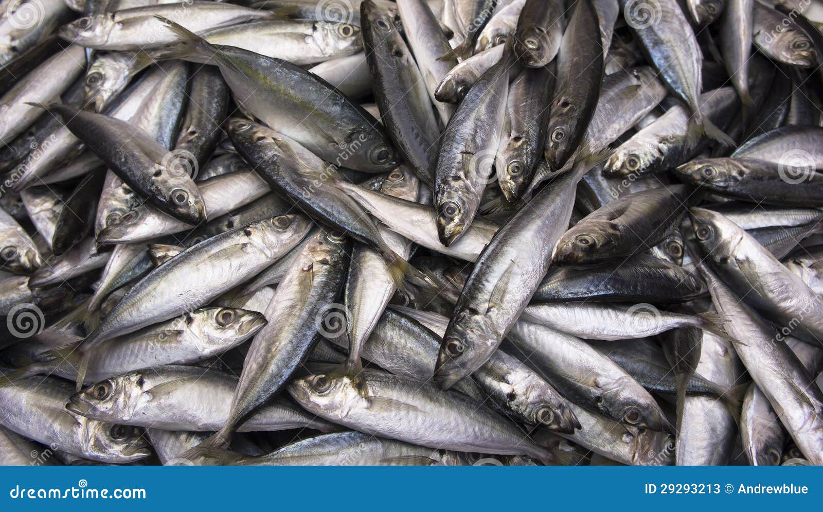 Yellow Fin Fishes stock image. Image of health, nature - 29293213