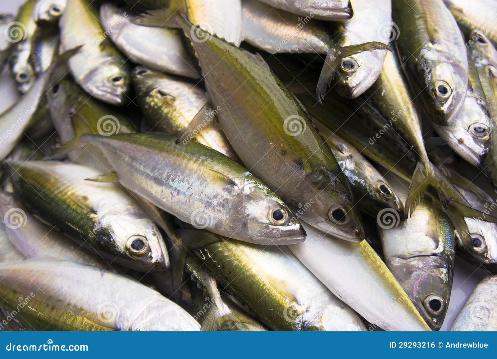Yellow Fin Fishes stock photo. Image of gastronomy, dish - 29293216