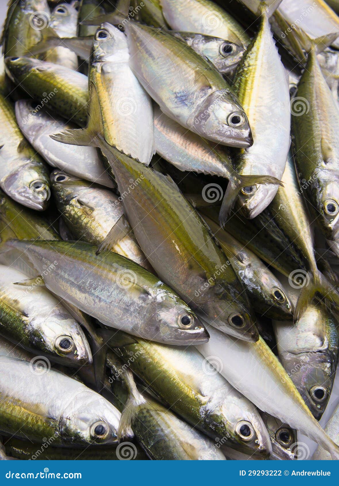 Yellow Fin Fishes stock photo. Image of fresh, dish, nature - 29293222