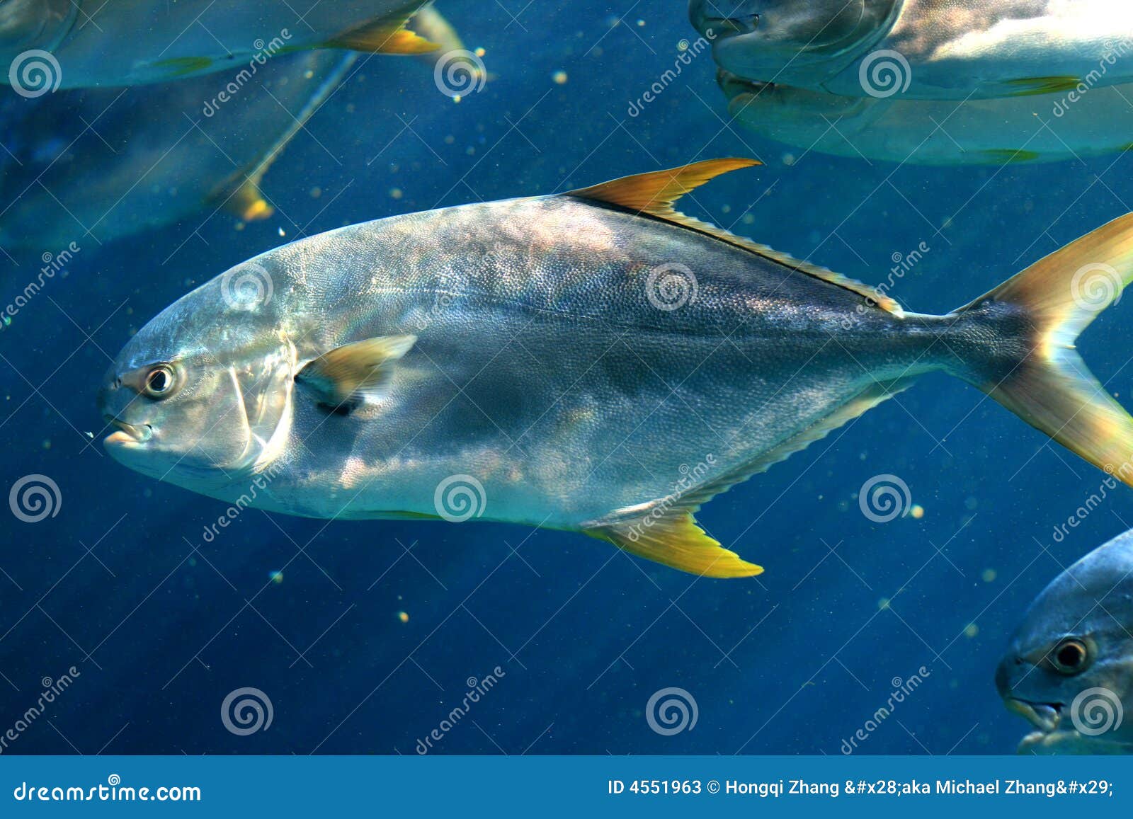 Yellow fin pompano stock image. Image of reef, colors - 4551963