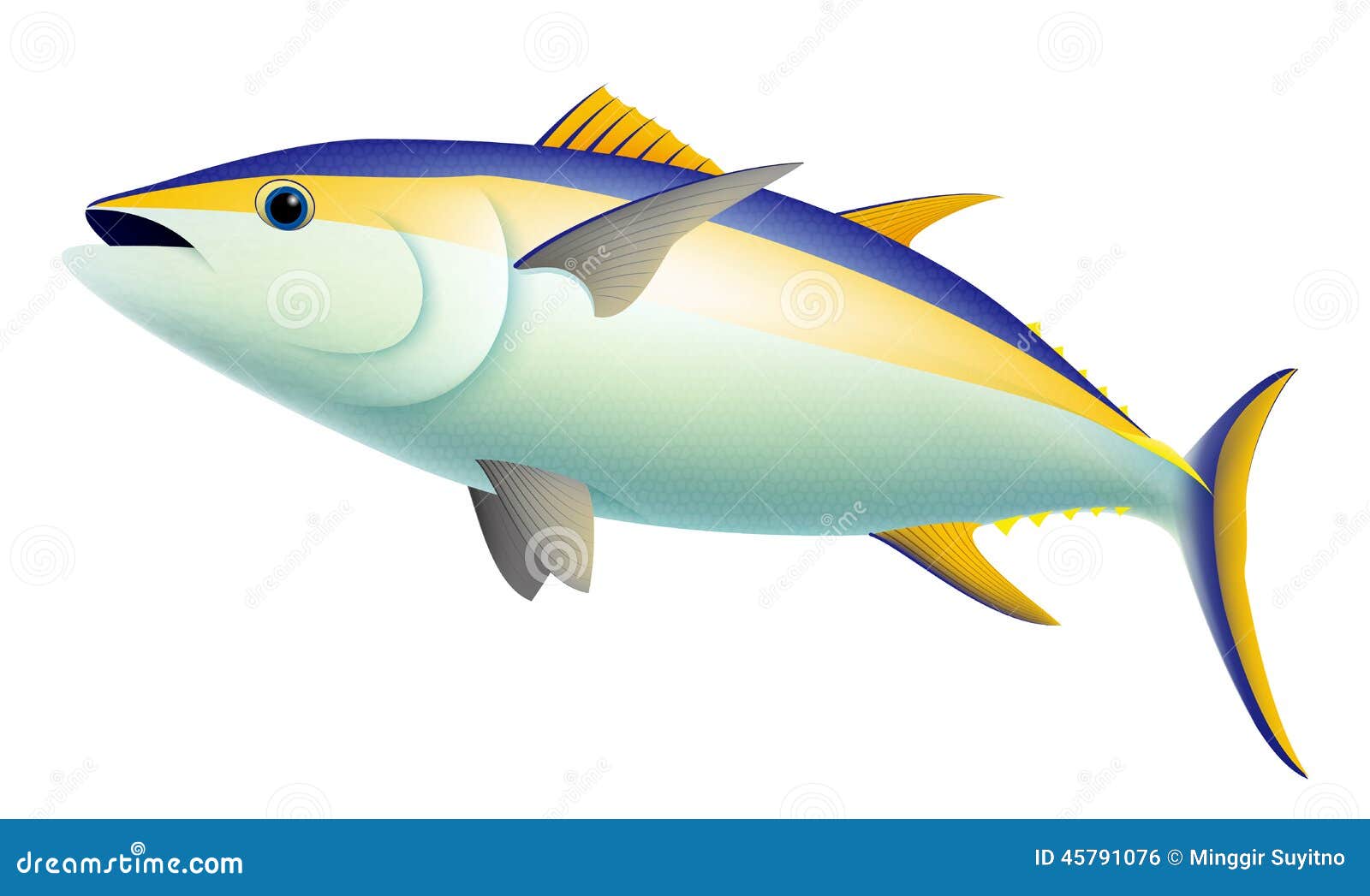 Yellow Fin Tuna Fish stock vector. Illustration of details - 45791076