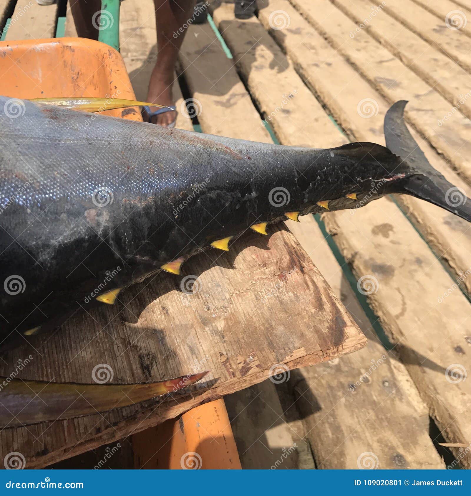 Tuna Tail stock image. Image of yellow, tail, tuna, dock - 109020801