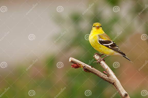 Yellow Finch stock image. Image of cute, nature, lush - 15010687