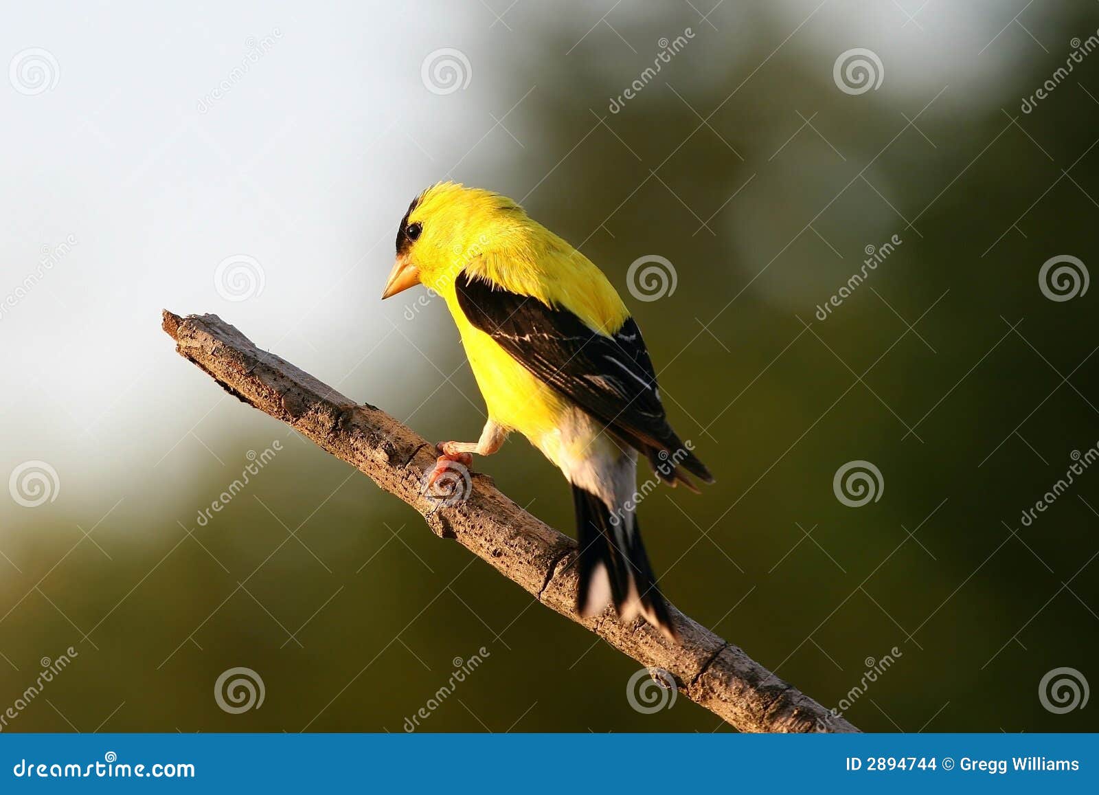 Yellow Finch stock photo. Image of gold, wildlife, wilson - 2894744