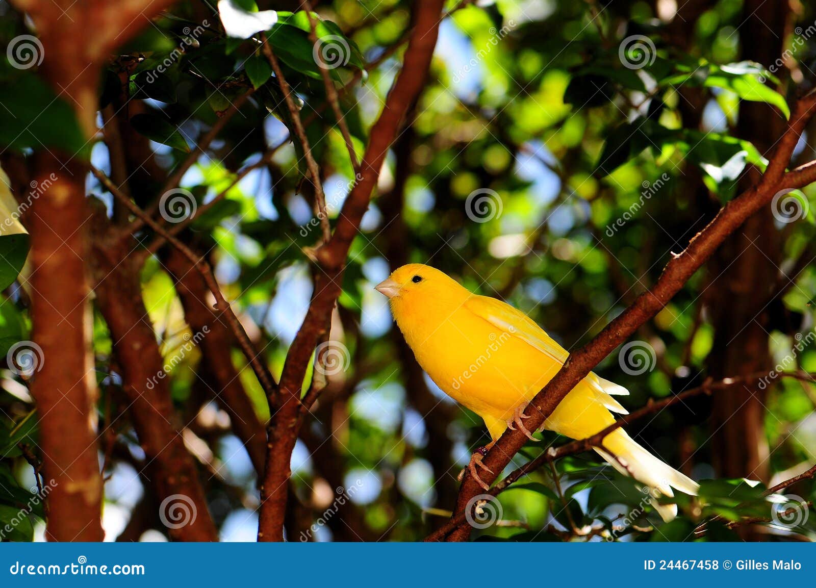 Yellow Finch Bird stock photo. Image of outdoor, tail - 24467458