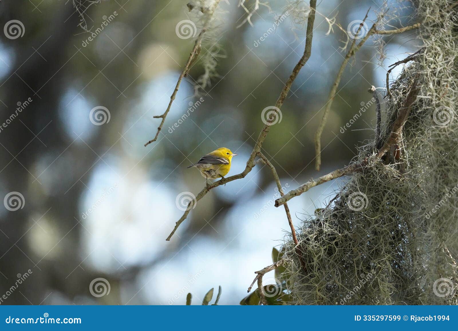 Yellow finch stock image. Image of computer, bird, flower - 335297599
