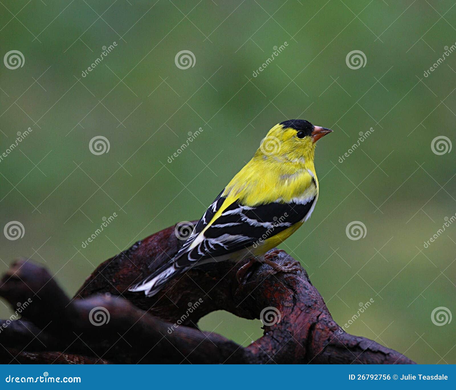 Yellow Finch on Driftwood stock photo. Image of resting - 26792756