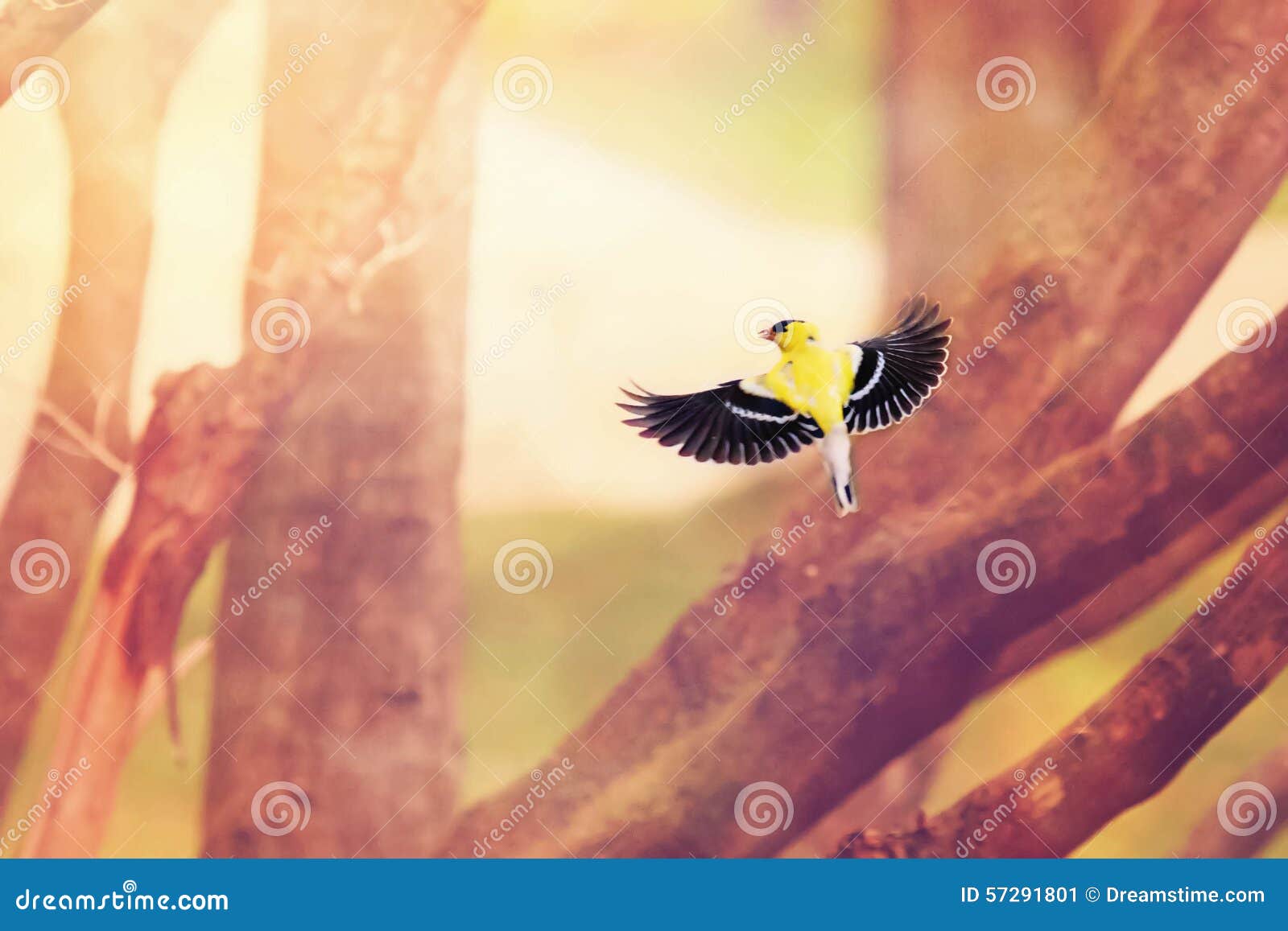 Yellow finch in flight stock image. Image of flying, wings - 57291801