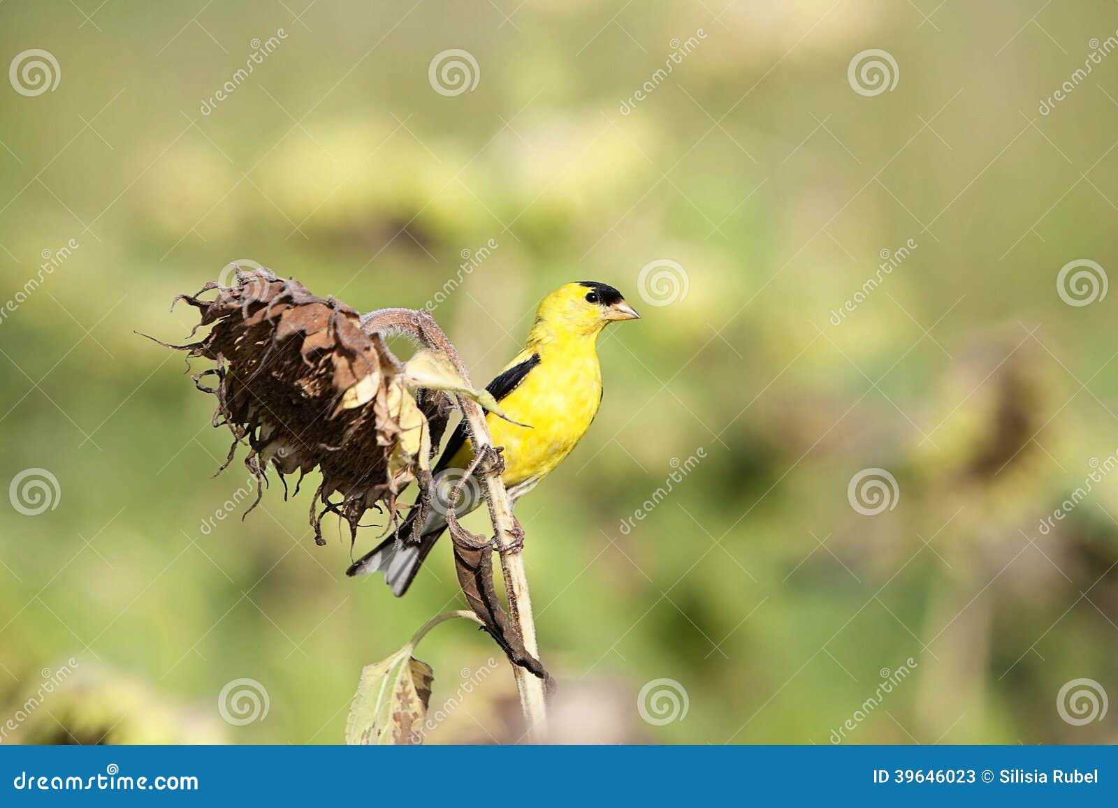 Yellow Finch stock image. Image of habitat, guarding - 39646023