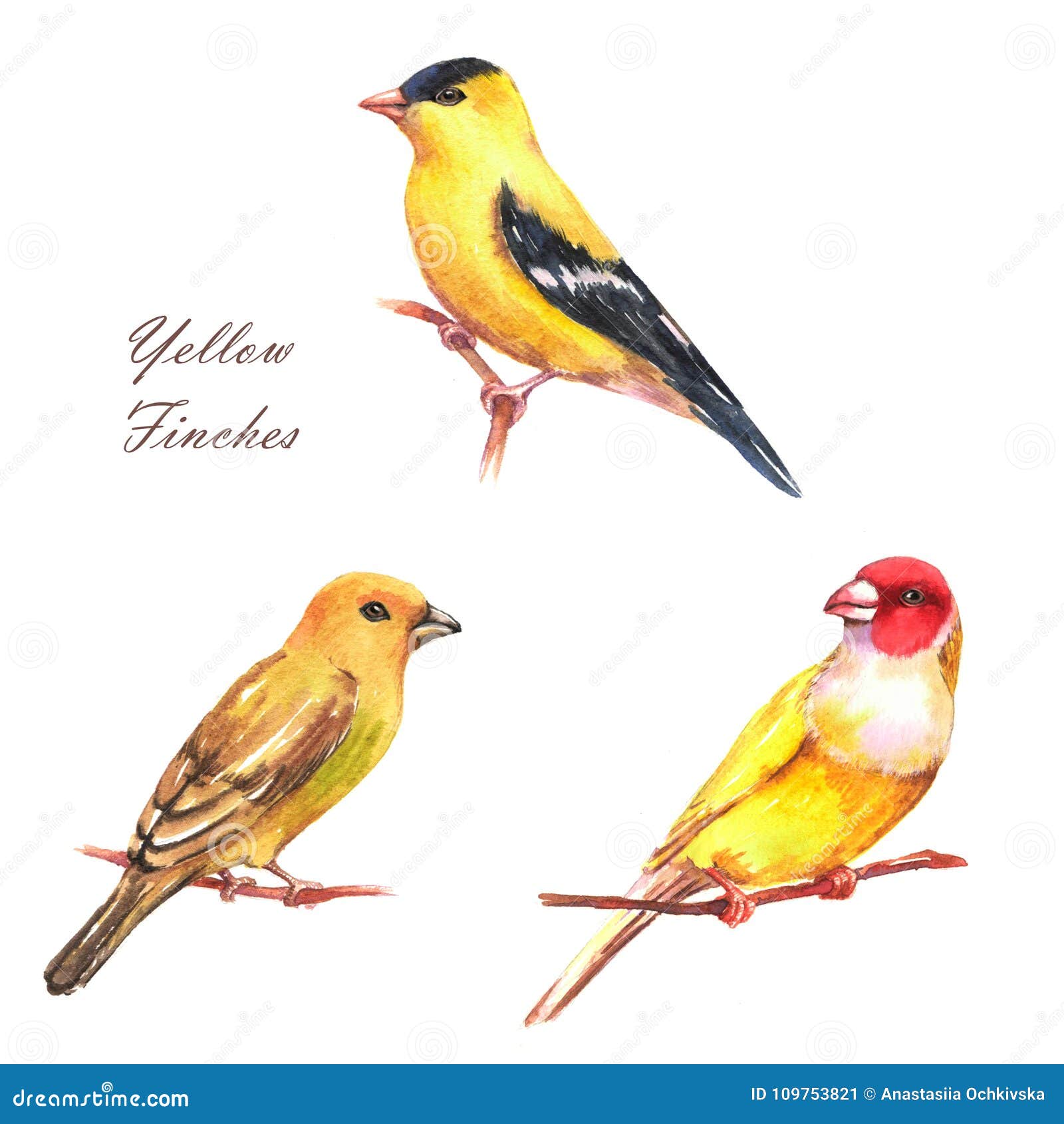Yellow Finches Stock Illustrations – 47 Yellow Finches Stock ...