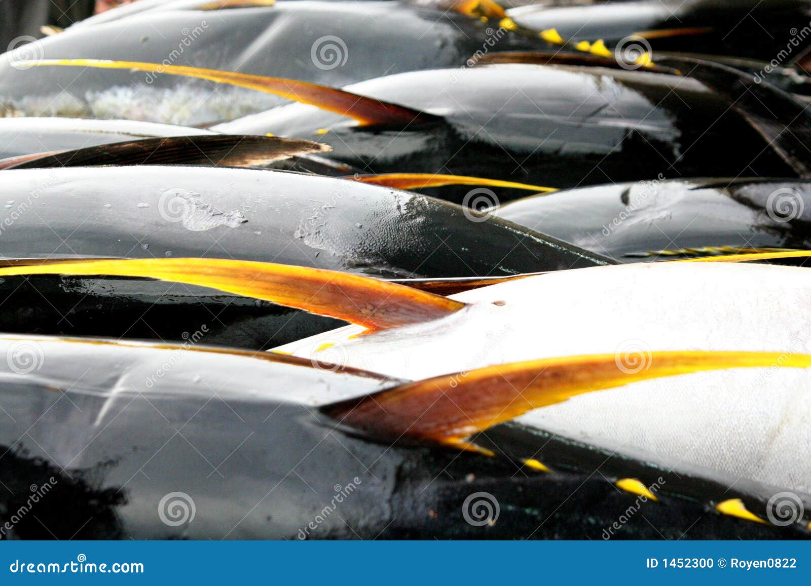 Yellow Fins stock photo. Image of tuna, ocean, fish, marine - 1452300